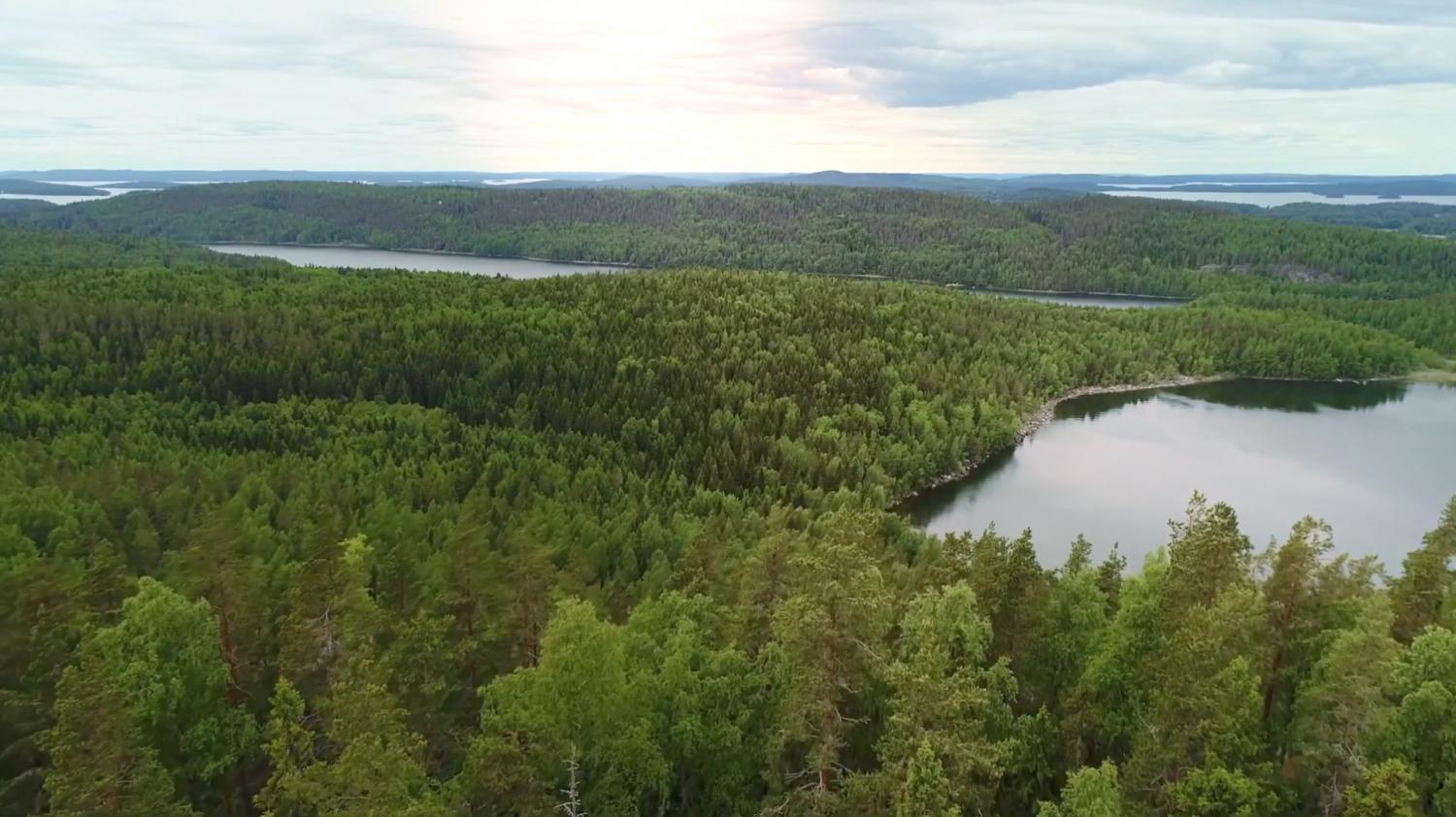 Bosques finlandeses, llenos de posibilidades